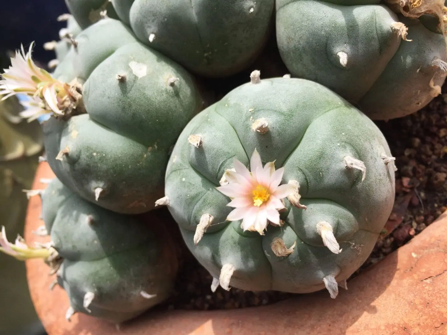 Short-Term Effects of Peyote | San Diego Detox